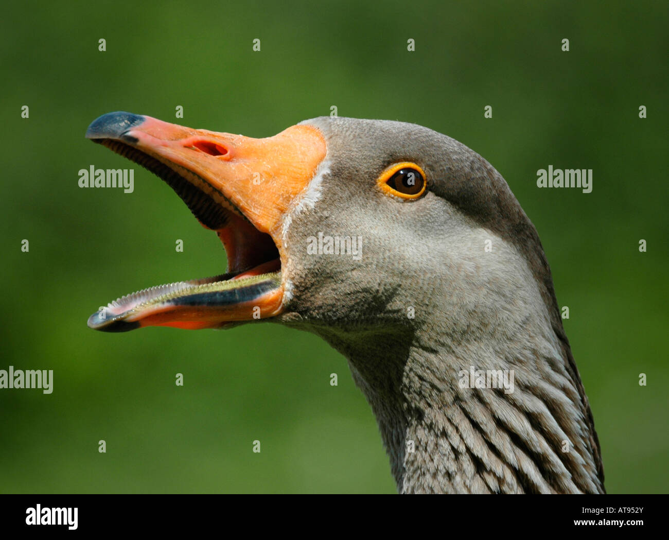 Goose honking hi-res stock photography and images - Alamy