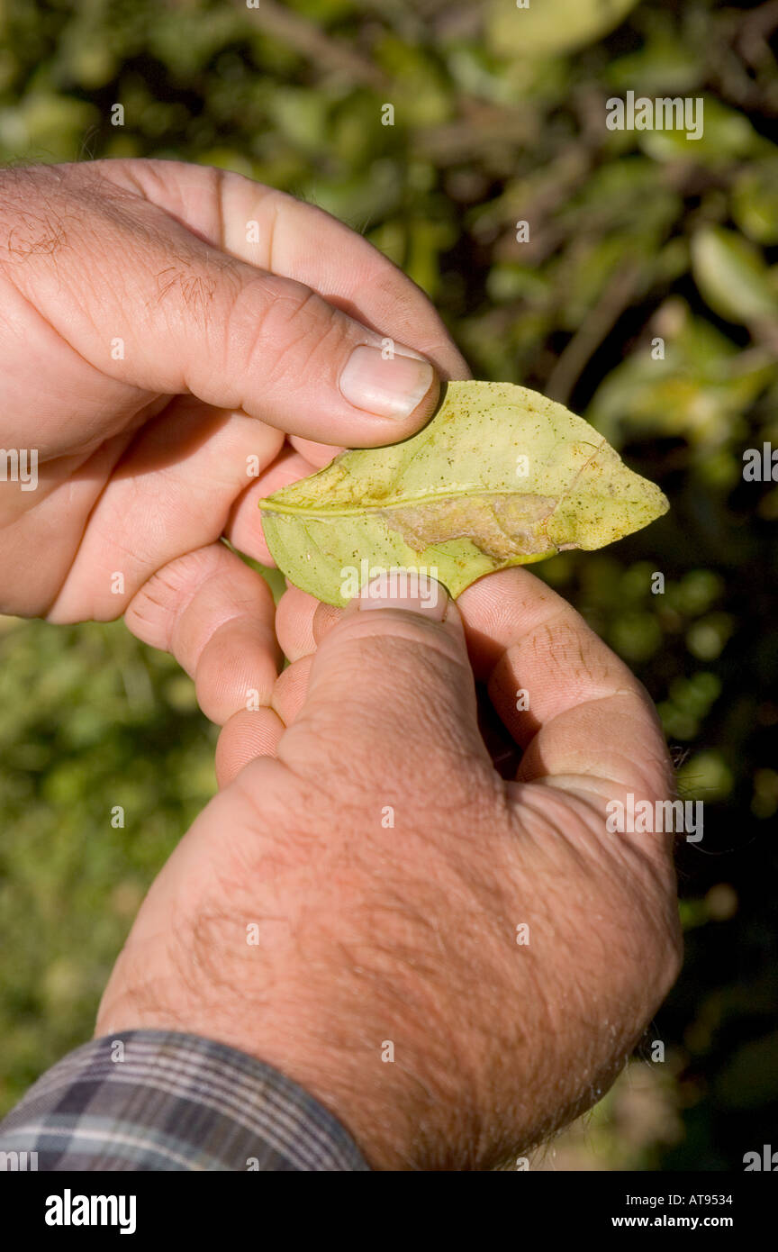 Agricultural Orange Lemon Grapefruit and Citrus groves at Sarasota ...