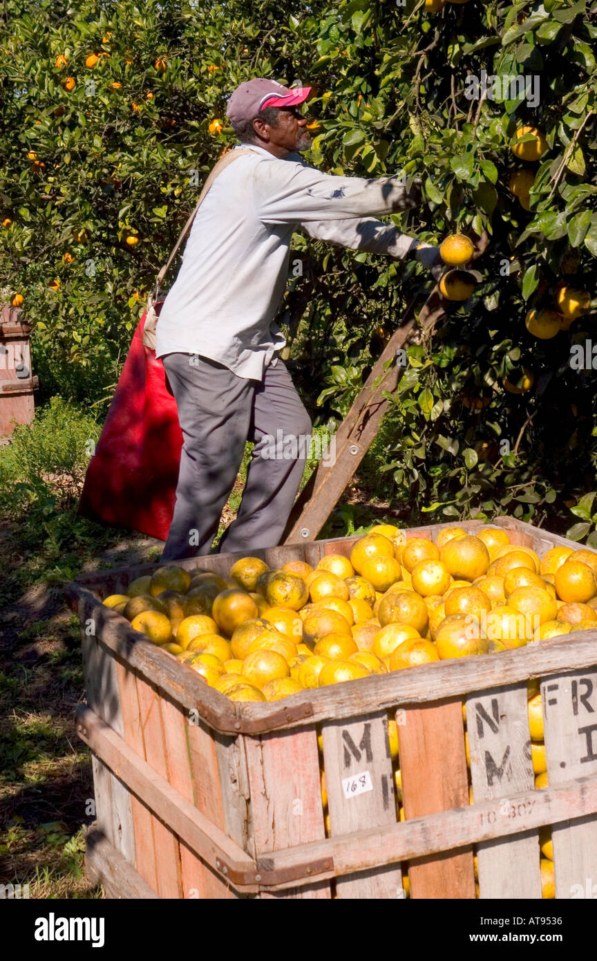 Agricultural Orange Lemon Grapefruit and Citrus groves at Sarasota ...