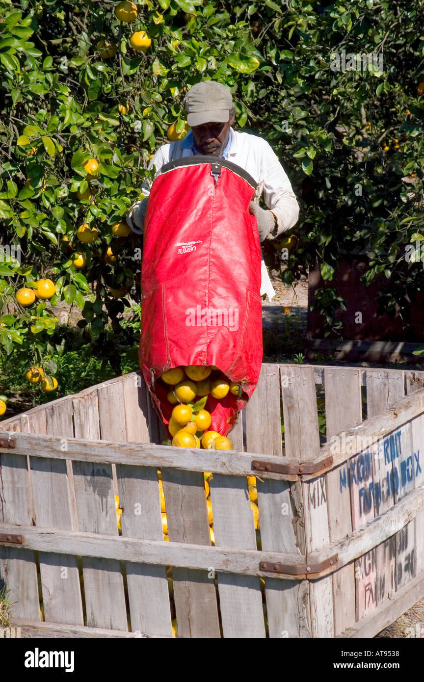 Mixon fruit farm hi-res stock photography and images - Alamy