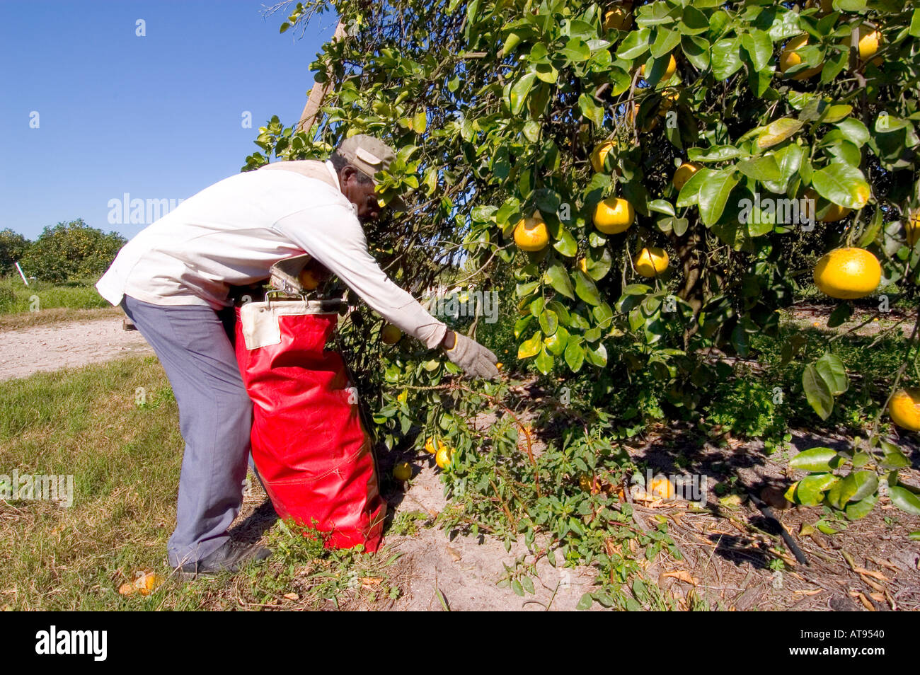 Agricultural Orange Lemon Grapefruit and Citrus groves at Sarasota ...