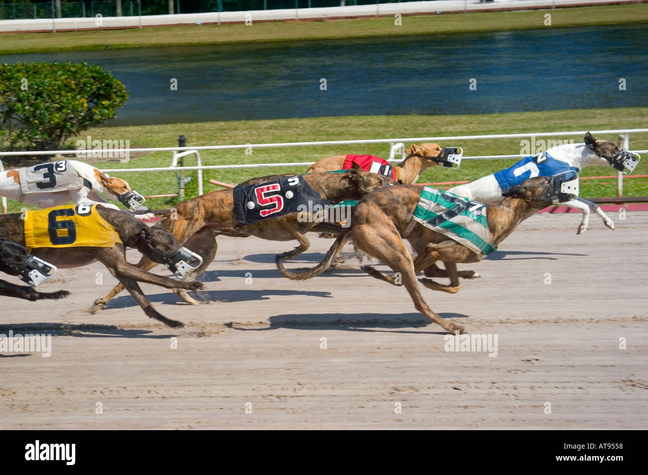 Greyhound Dog Racing Sarasota Florida Stock Photo - Alamy