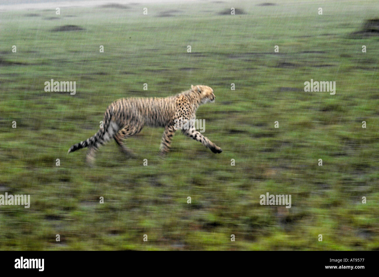 Cheetah lifestyle hi-res stock photography and images - Alamy