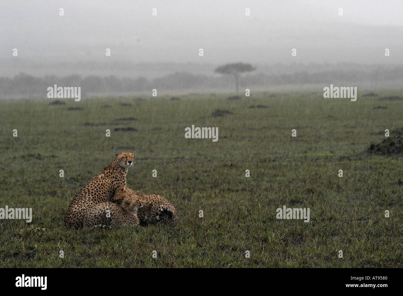 Soaking wet cheetahs in the pouring rain cheetah lifestyle Stock Photo ...