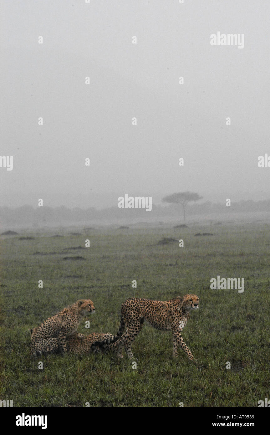 Soaking wet cheetahs in the pouring rain cheetah lifestyle Stock Photo ...