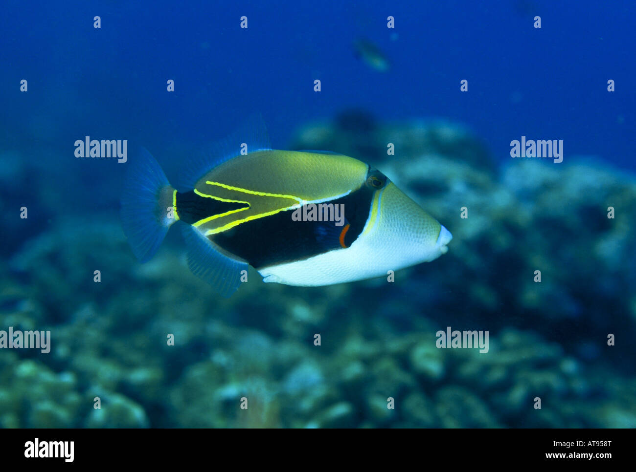 State fish - Humuhumunukunukuapuaa Stock Photo - Alamy