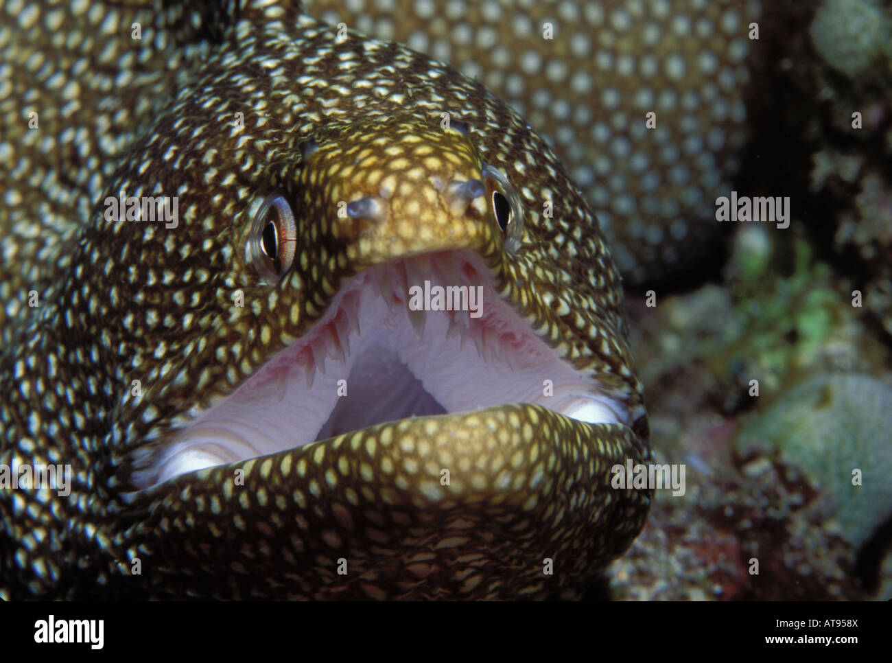 White mouth moray eel with mouth open and sharp teeth Stock Photo - Alamy