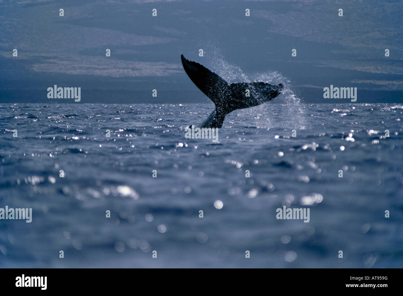 Humpback whale fluke Stock Photo - Alamy