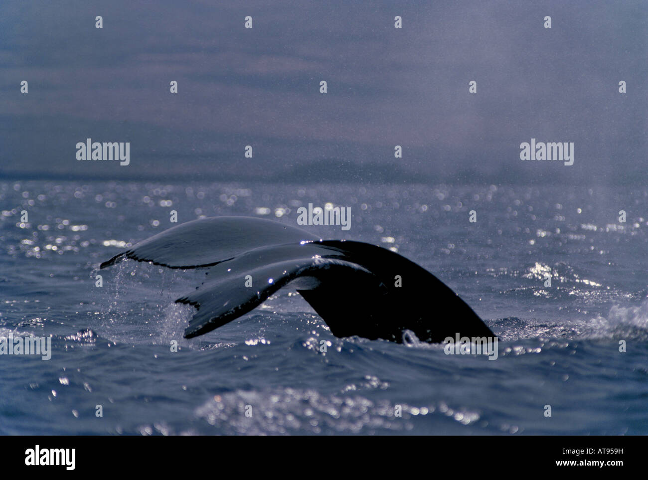 Humpback whale fluke Stock Photo - Alamy