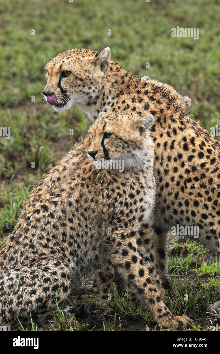 Cheetah family grooming and petting each other after rain storm Stock ...