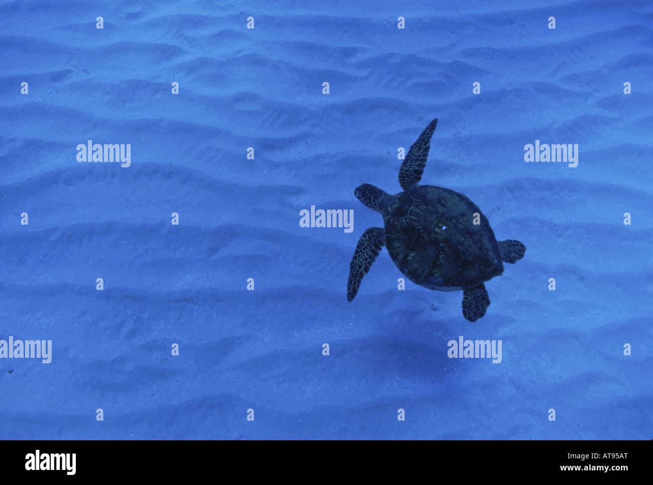 Hawaiian green sea turtle Stock Photo - Alamy