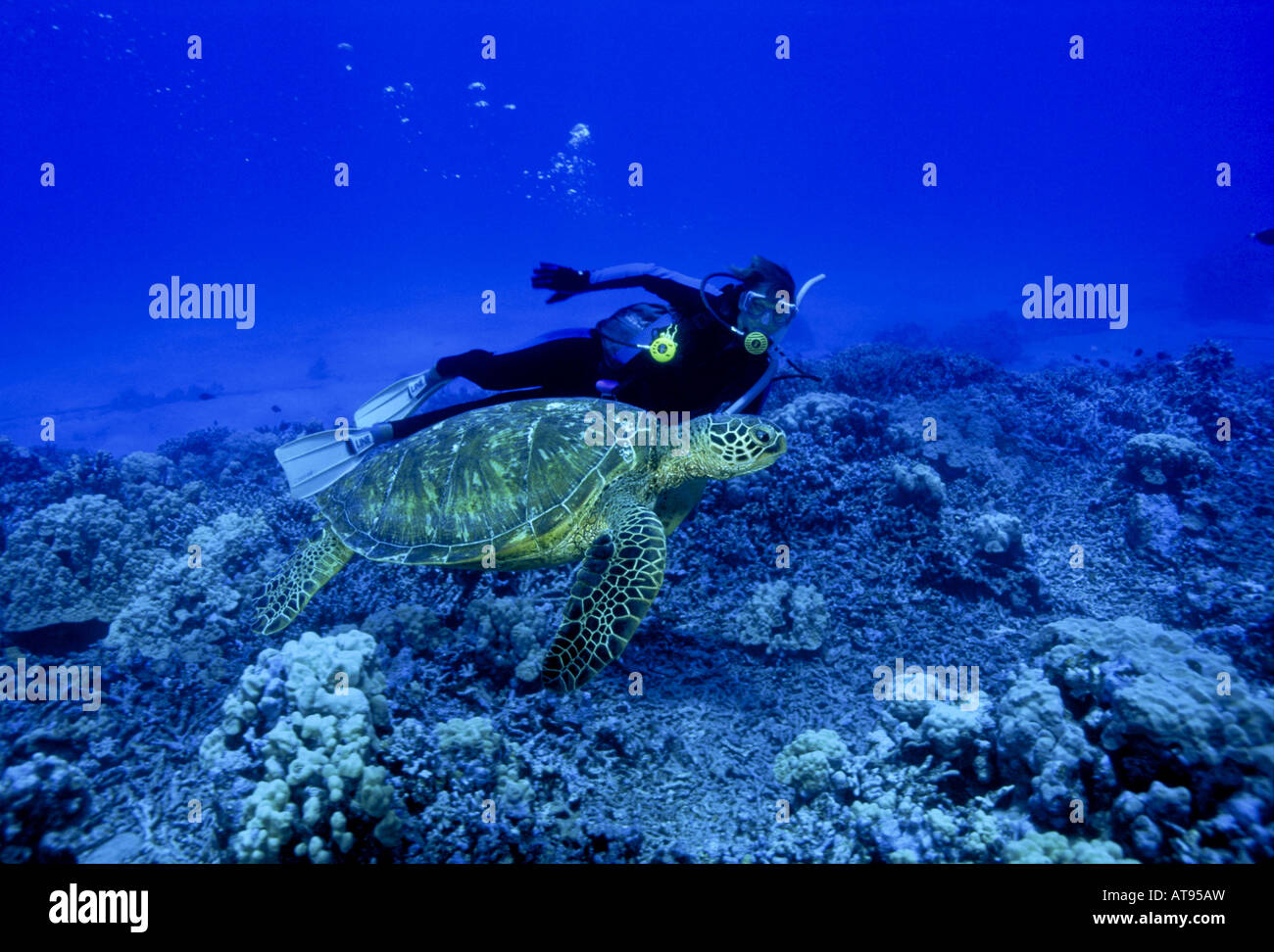 Scuba diver and green sea turtle Stock Photo - Alamy