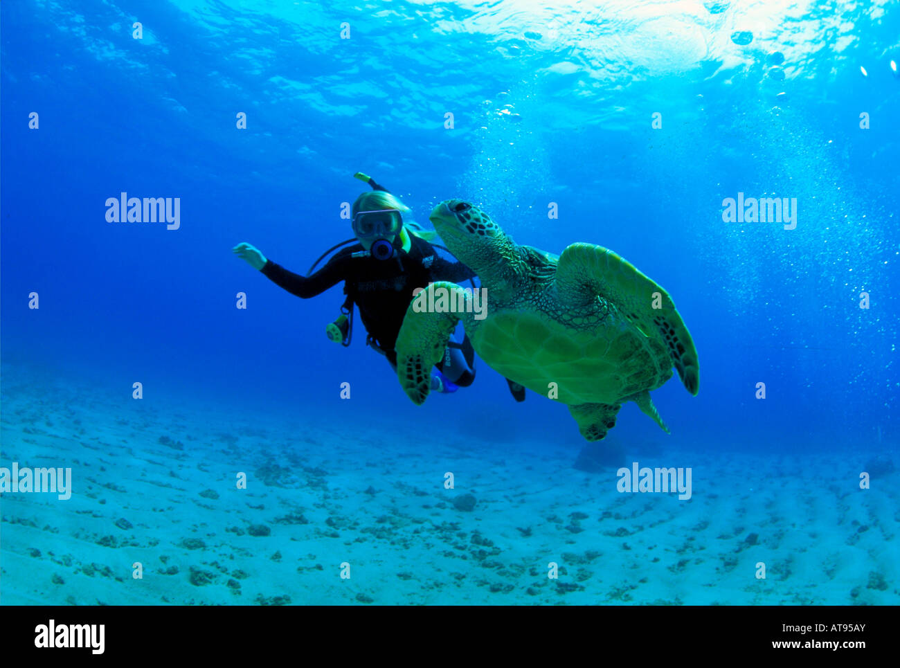 Scuba diver w/ green sea turtle Stock Photo - Alamy