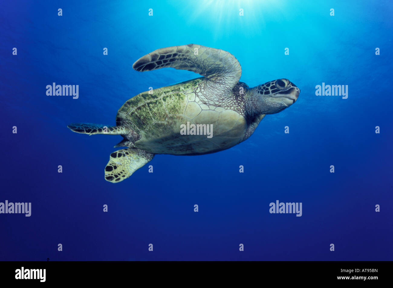 Hawaiian green sea turtle, (Honu Stock Photo - Alamy Hawaiian green sea turtle, (Honu Stock Photo - Alamy