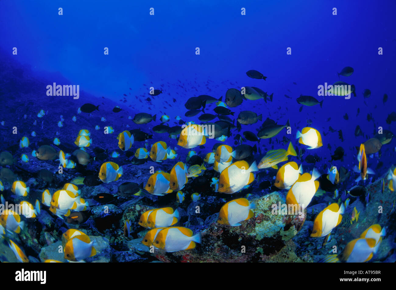 School of pyramid butterflyfish Stock Photo - Alamy