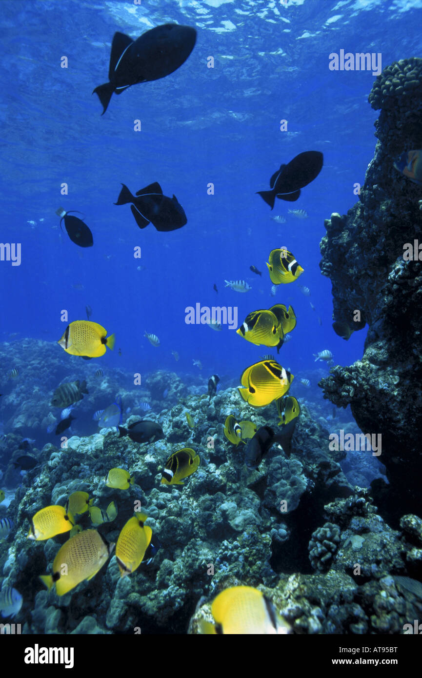 Reef fish including racoon butterfly Stock Photo - Alamy