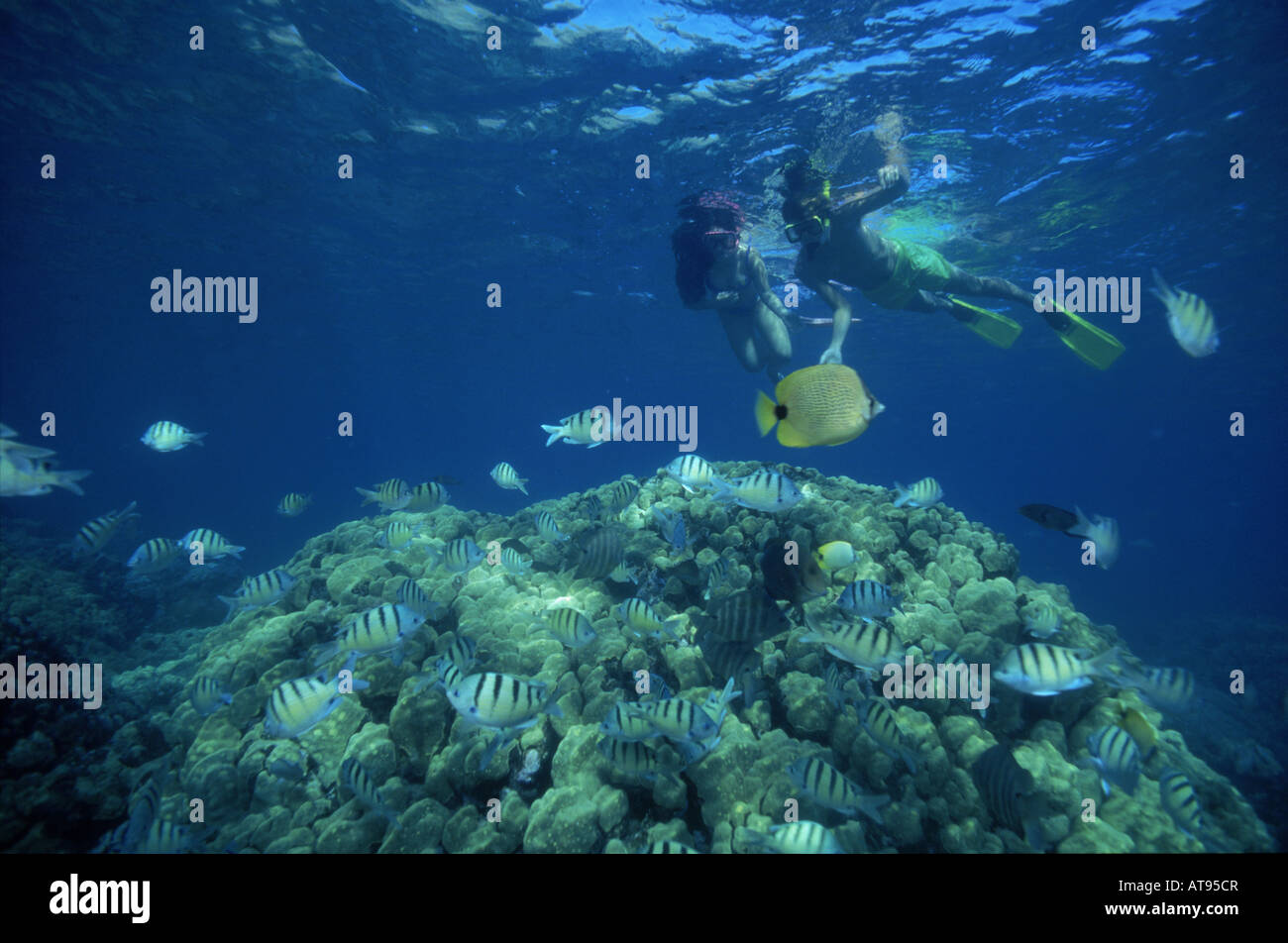 Couple snorkeling w/ colorful reef fish Stock Photo - Alamy