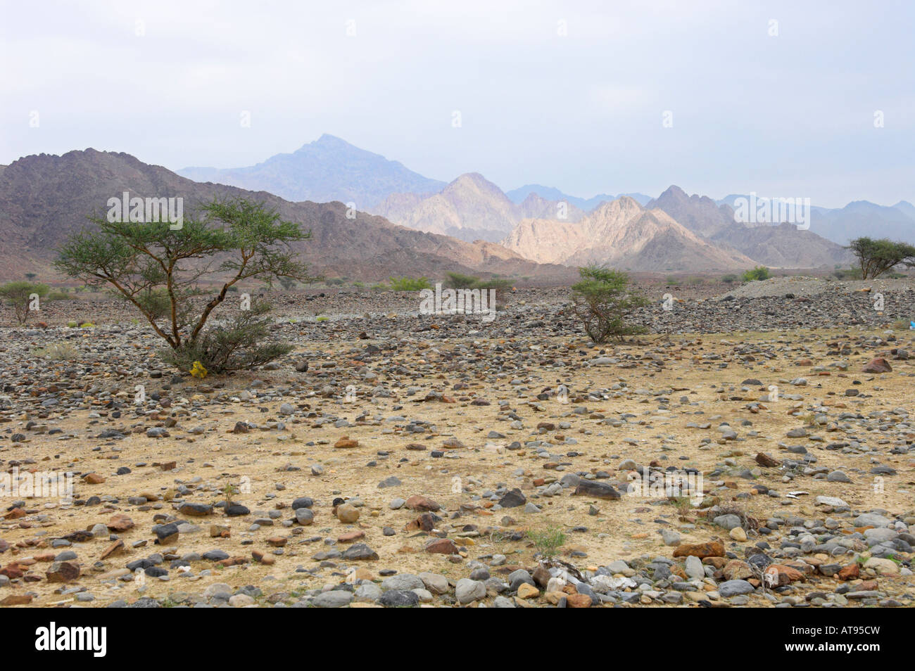 Acacia tortilis trees in wadi near Ar Rustaq mountains in background ...