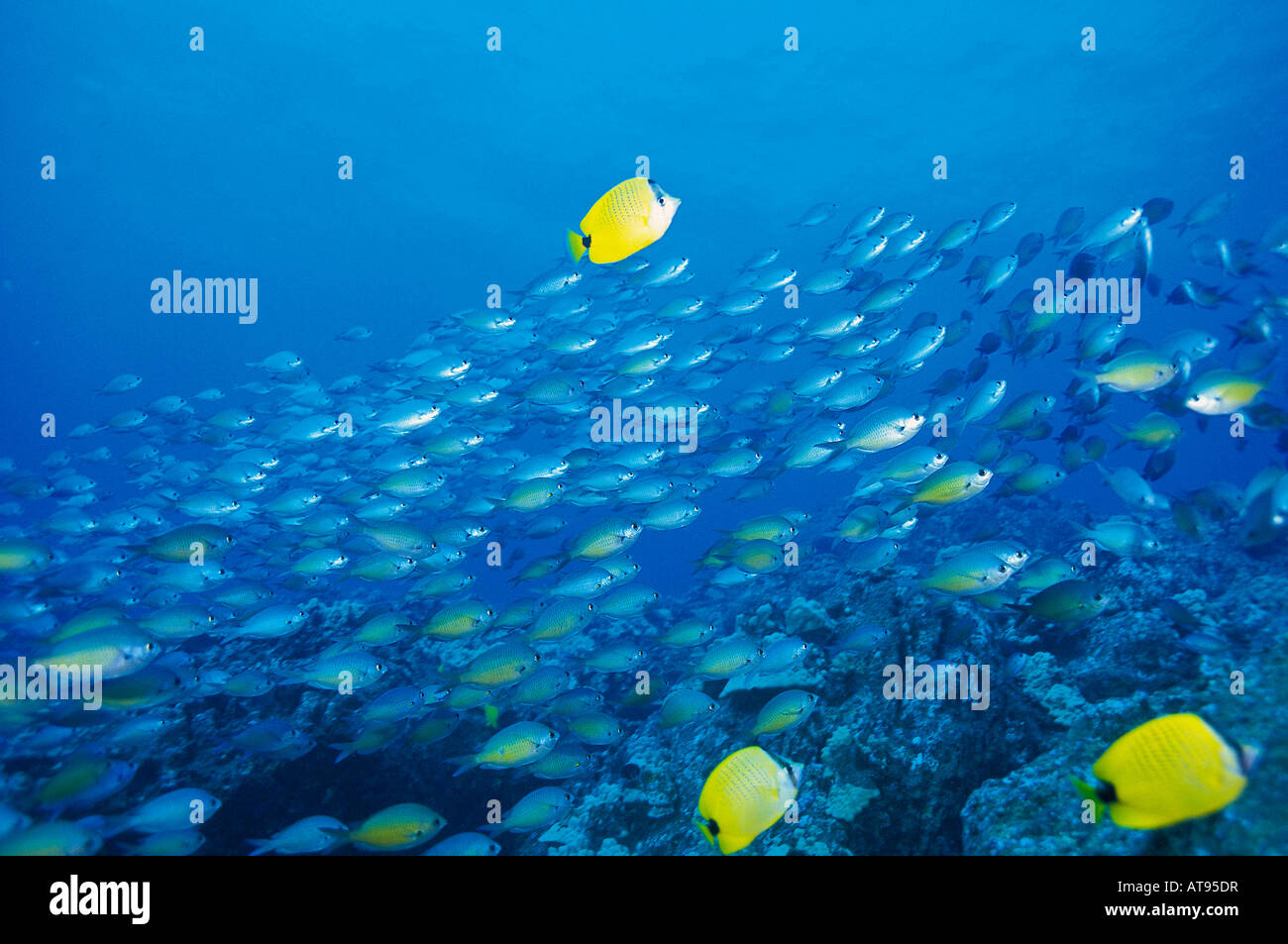 Oval fish hi-res stock photography and images - Alamy