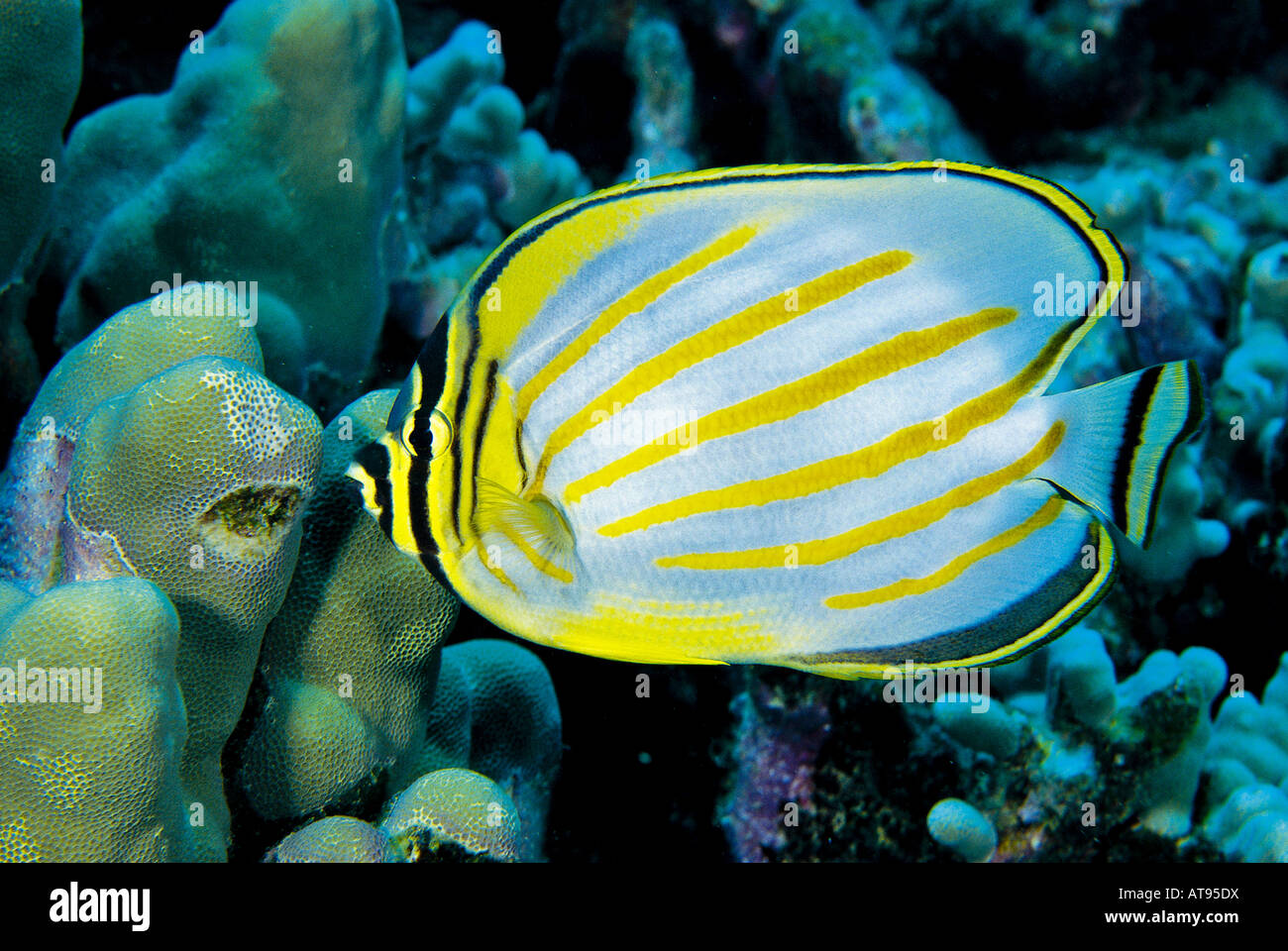 Ornate Butterfly fish Stock Photo - Alamy