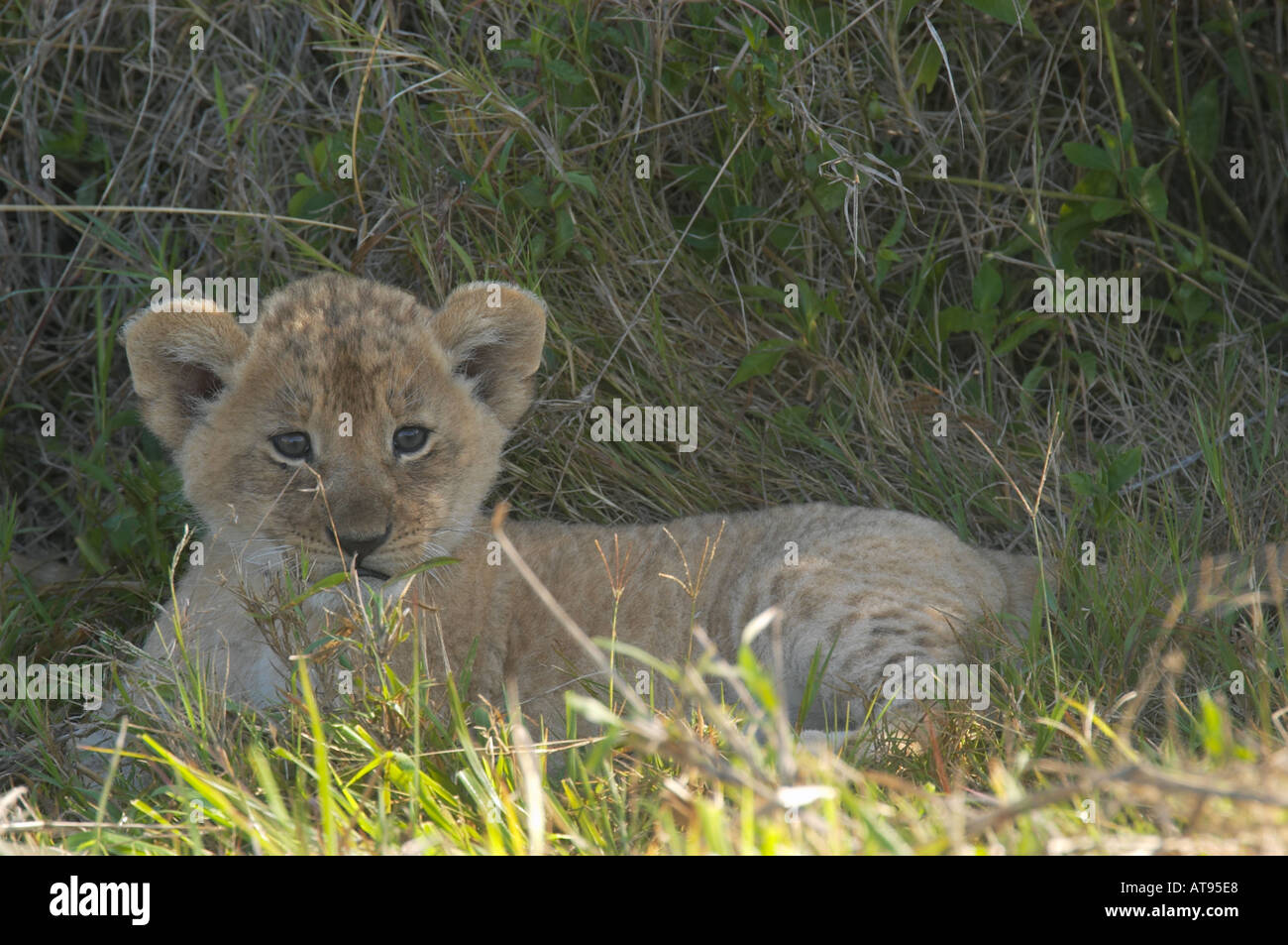 Young lion cub with blue eyes looking cute Stock Photo - Alamy