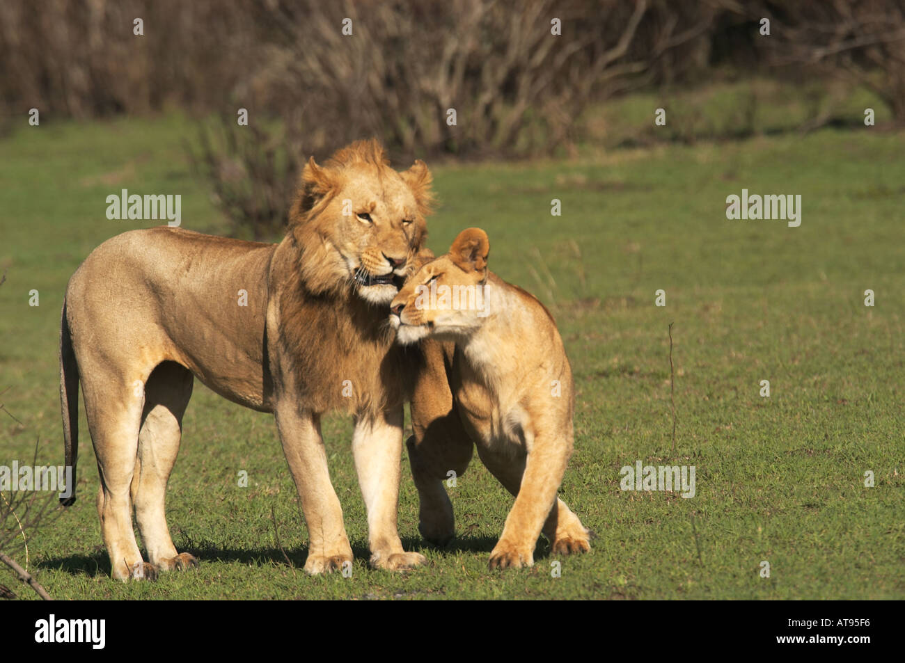 Lion and lioness pair greeting each other kissing Stock Photo - Alamy