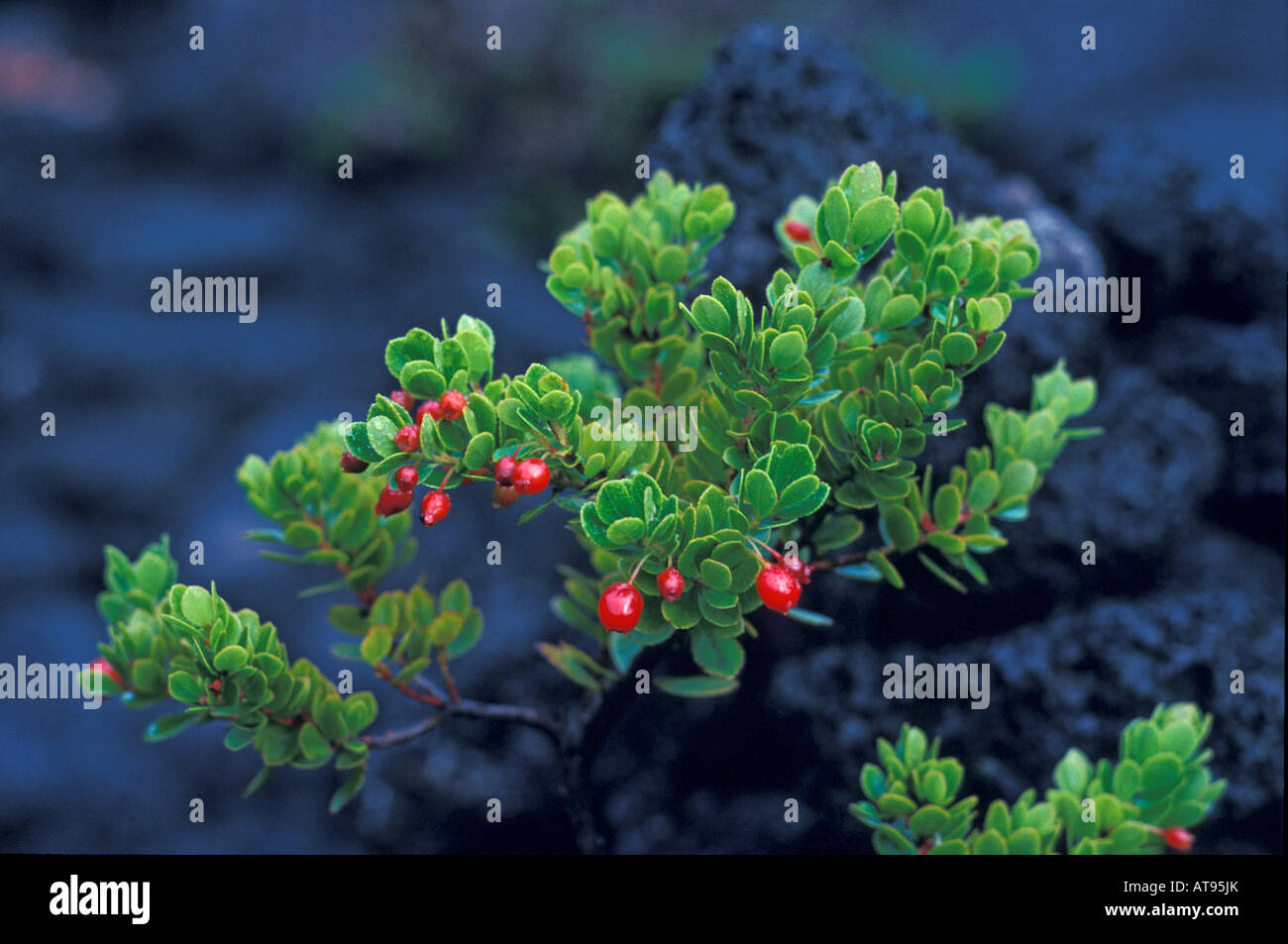 Ohelo plant with red berries in front of black hardened lava rock on ...