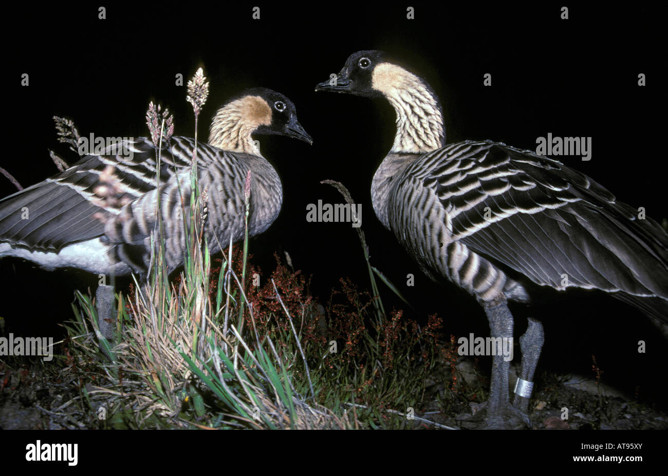 Native, endangered Nene geese at night, Hawaii state bird, Maui Stock ...