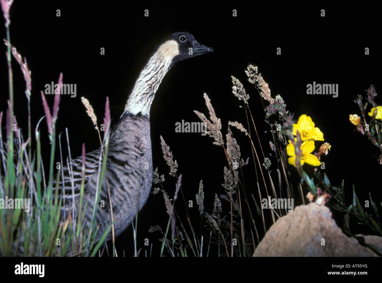 Native, endangered Nene geese at night, Hawaii state bird, Maui Stock ...