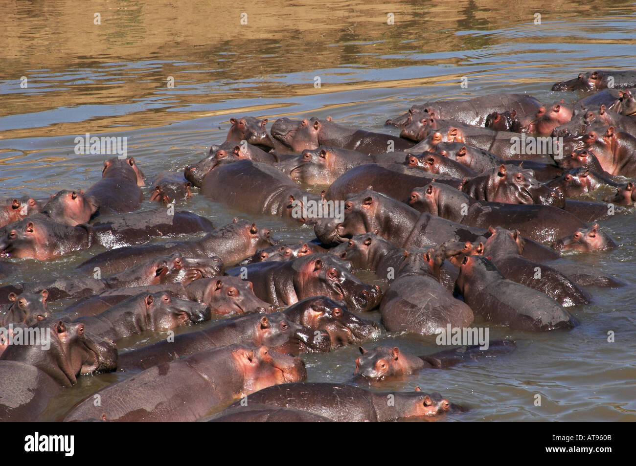 Large group of hippos bathing together in a river Stock Photo - Alamy
