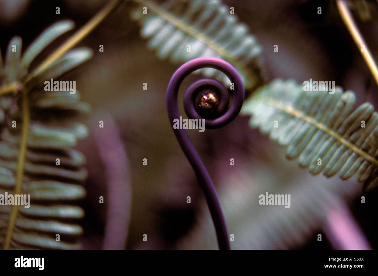 Close up of new fern growth Stock Photo - Alamy