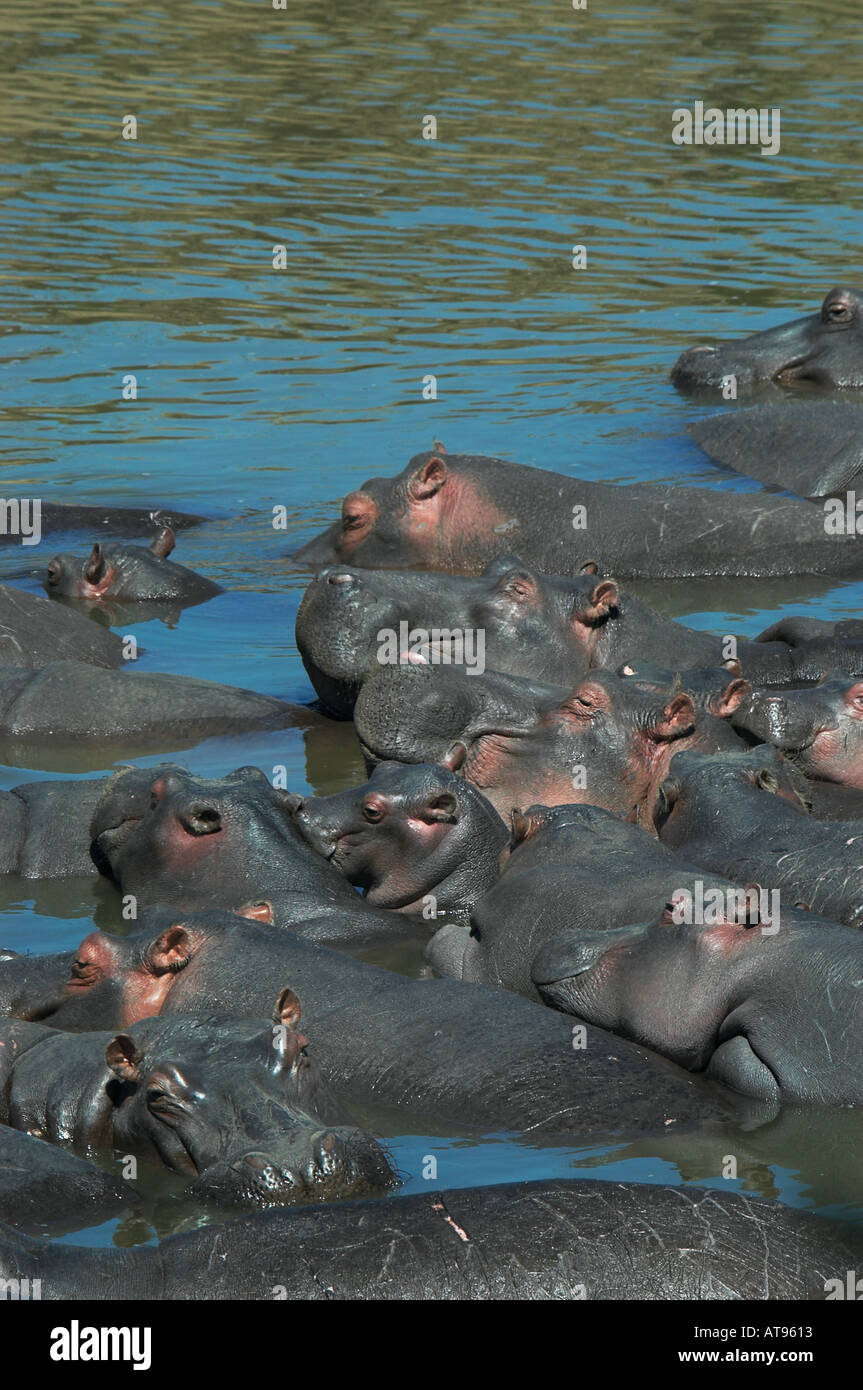 Large group of hippos bathing together in a river Stock Photo - Alamy