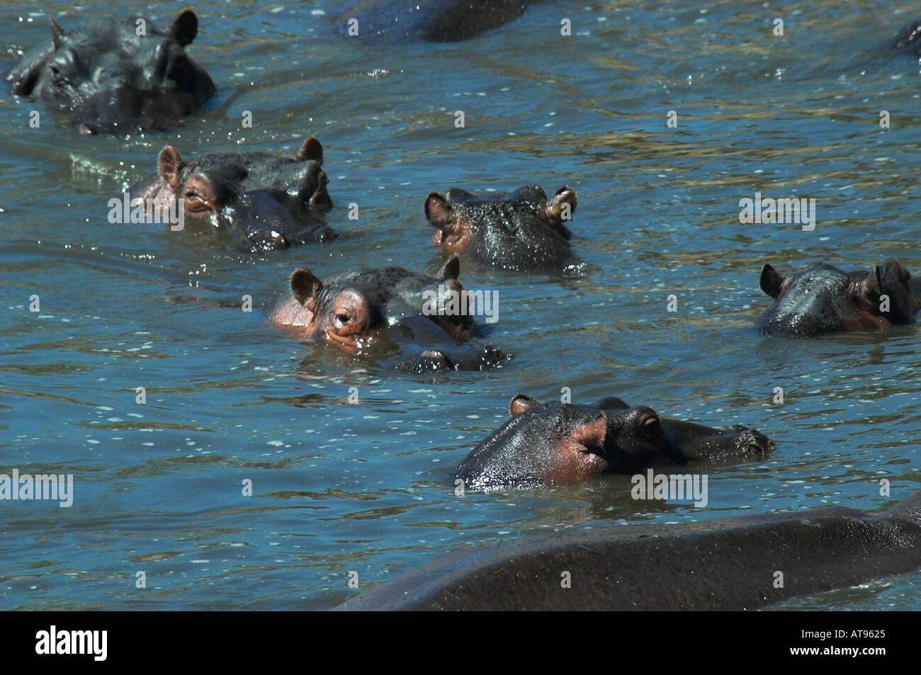Group of hippos in a river Stock Photo - Alamy