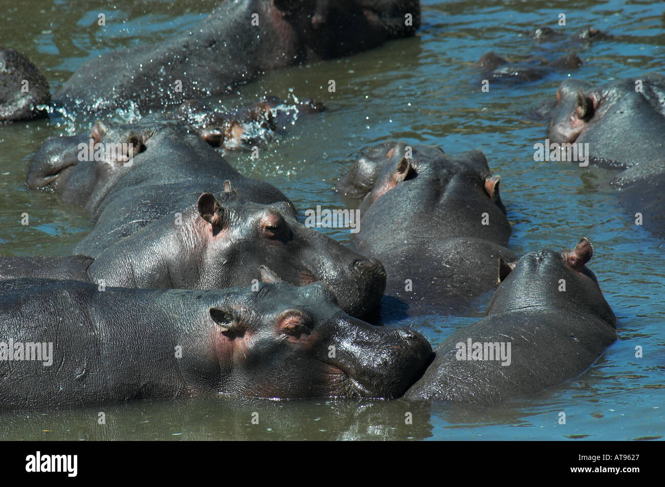 Large group of hippos bathing together in a river Stock Photo - Alamy