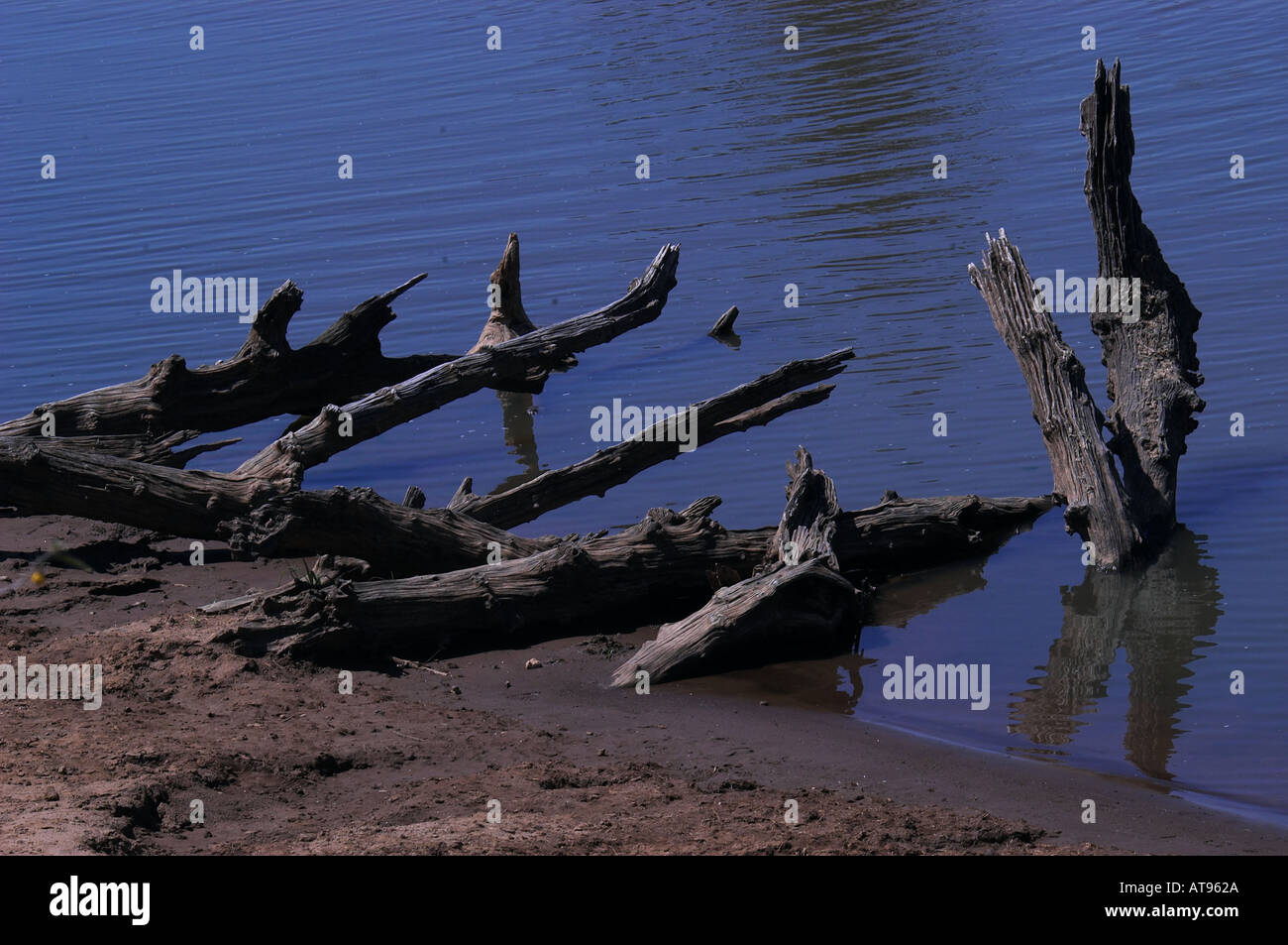 Wilderness scene of river logs and water ripples Stock Photo - Alamy