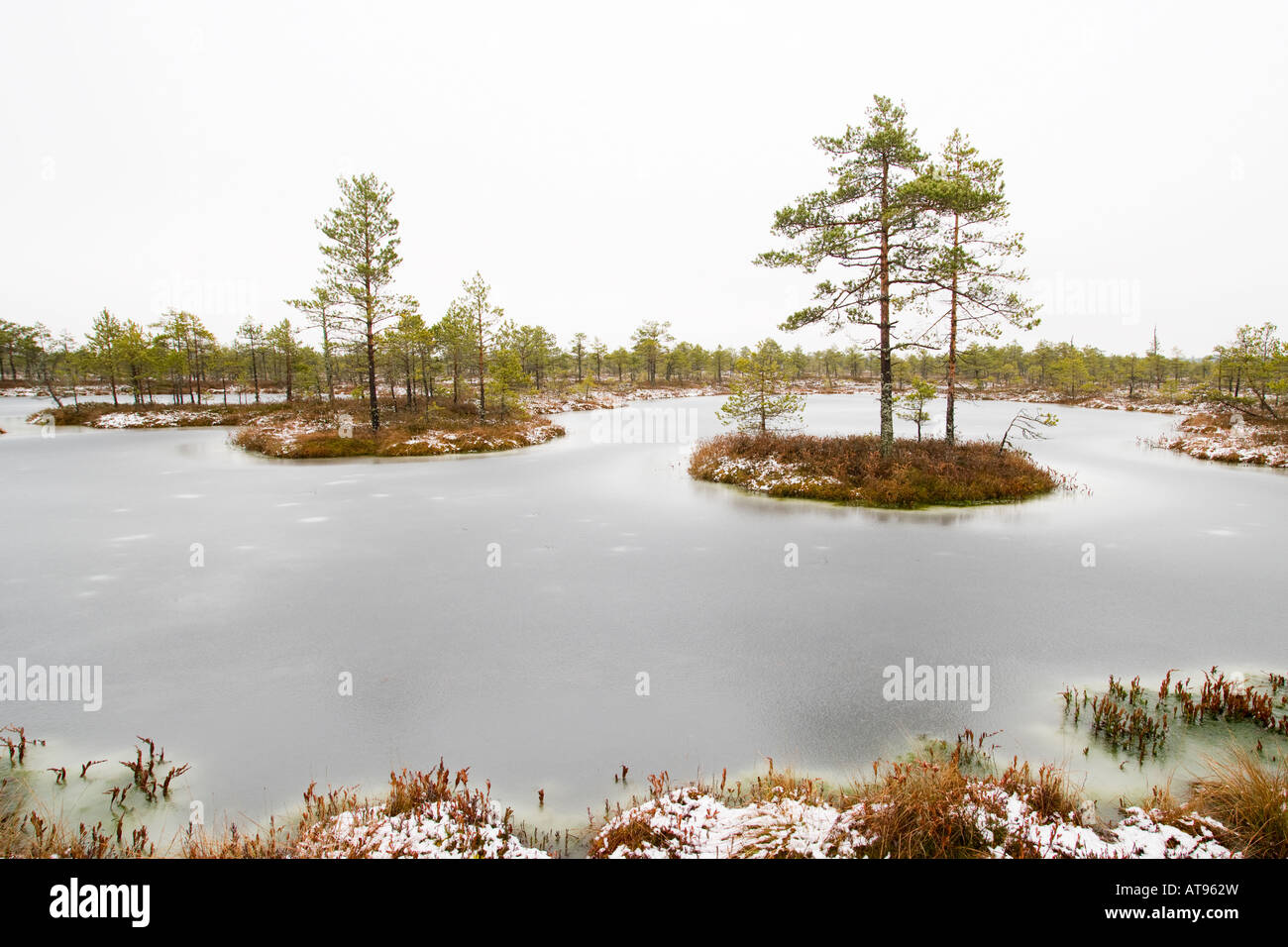 Frozen bog pool Stock Photo - Alamy