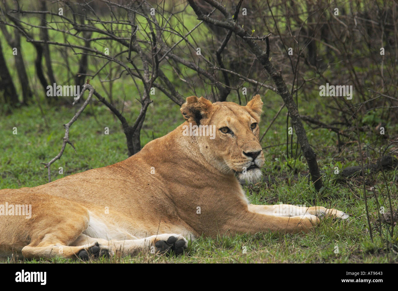 Adult lioness sitting and relaxing Stock Photo - Alamy