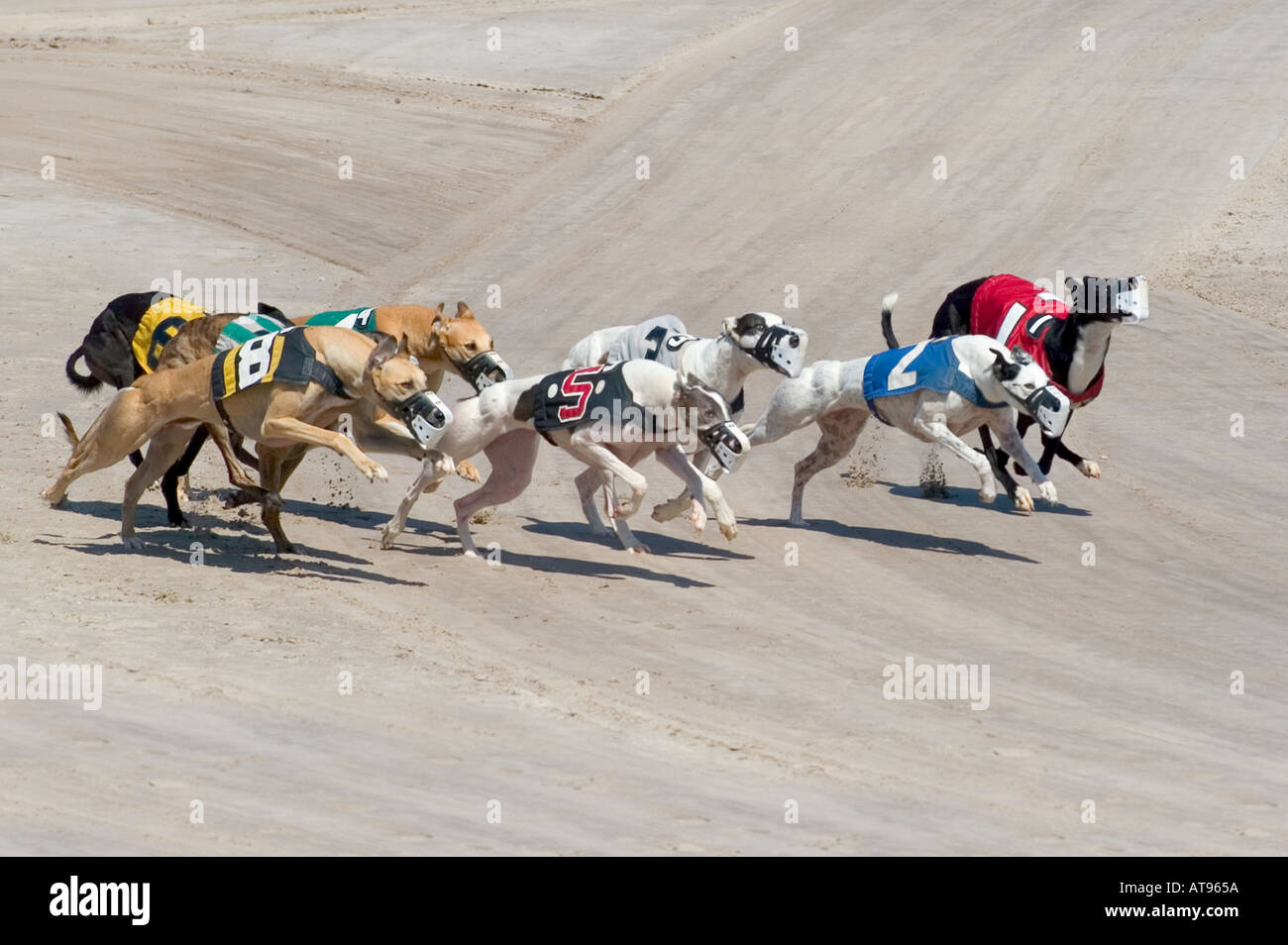 Greyhound Dog Racing Sarasota Florida Stock Photo - Alamy