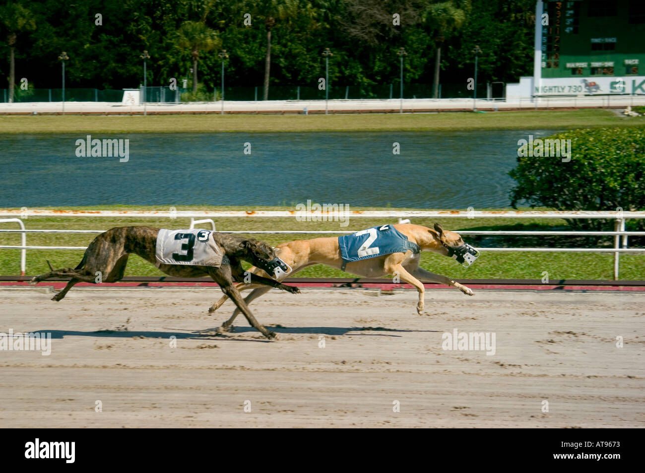 Greyhound Dog Racing Sarasota Florida Stock Photo - Alamy