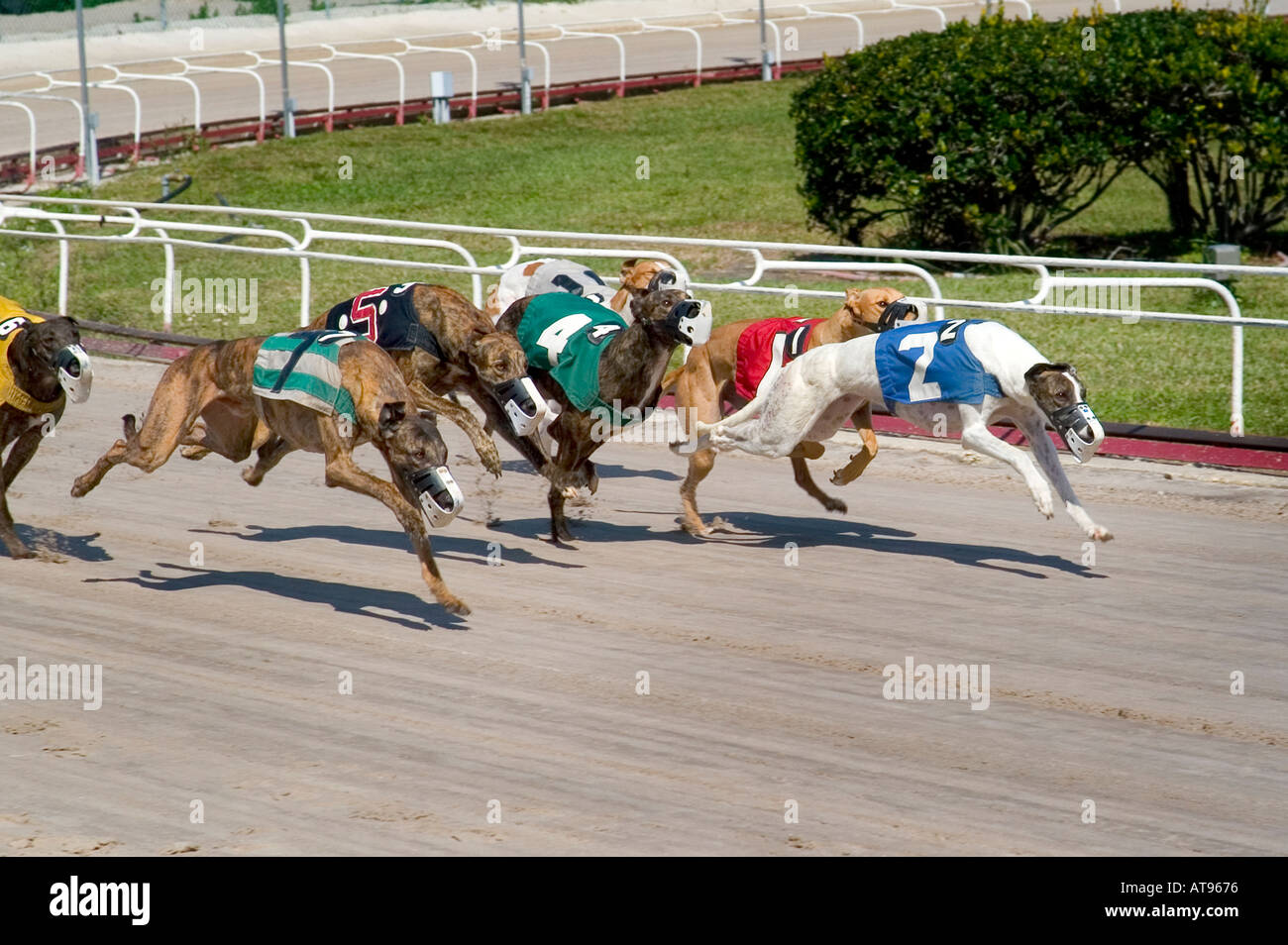 Greyhound dog playing hi-res stock photography and images - Alamy