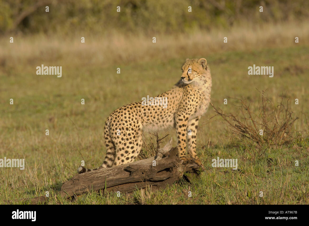 Adult female cheetah standing up viewed in typical plains grass Stock ...