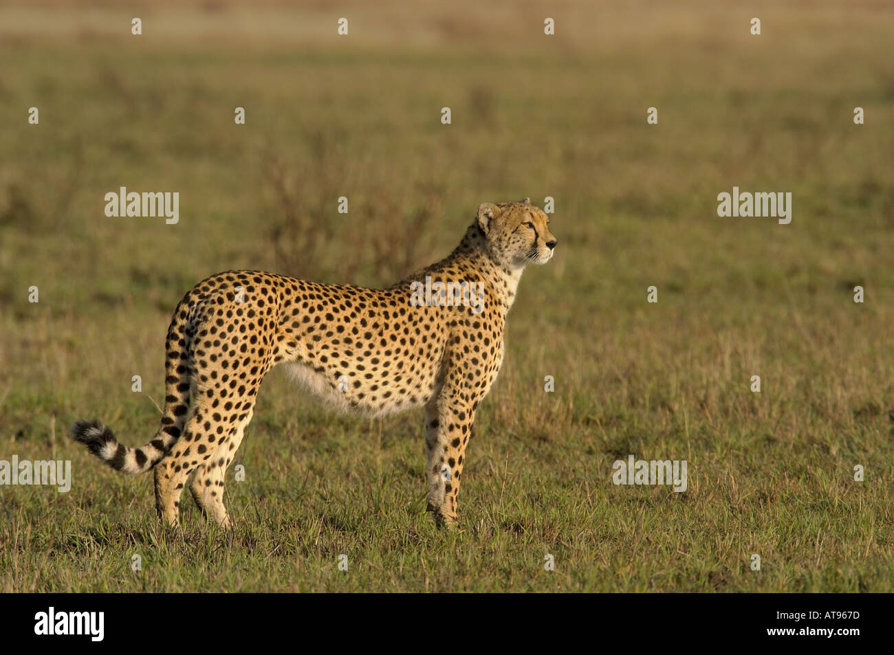 Adult female cheetah standing up viewed in typical plains grass Stock ...