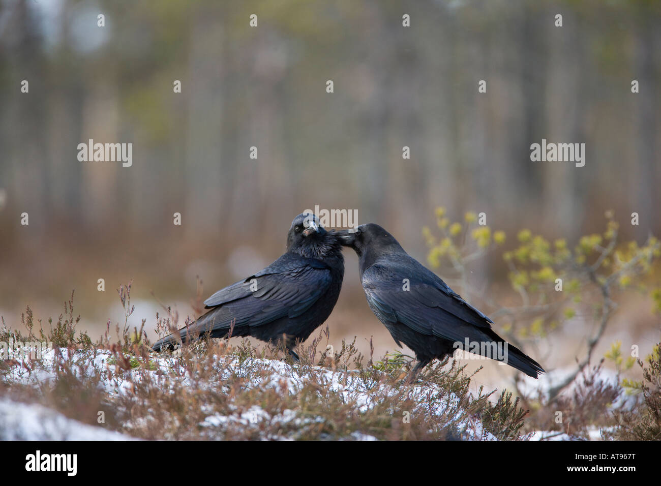Raven grooming its mate Stock Photo - Alamy