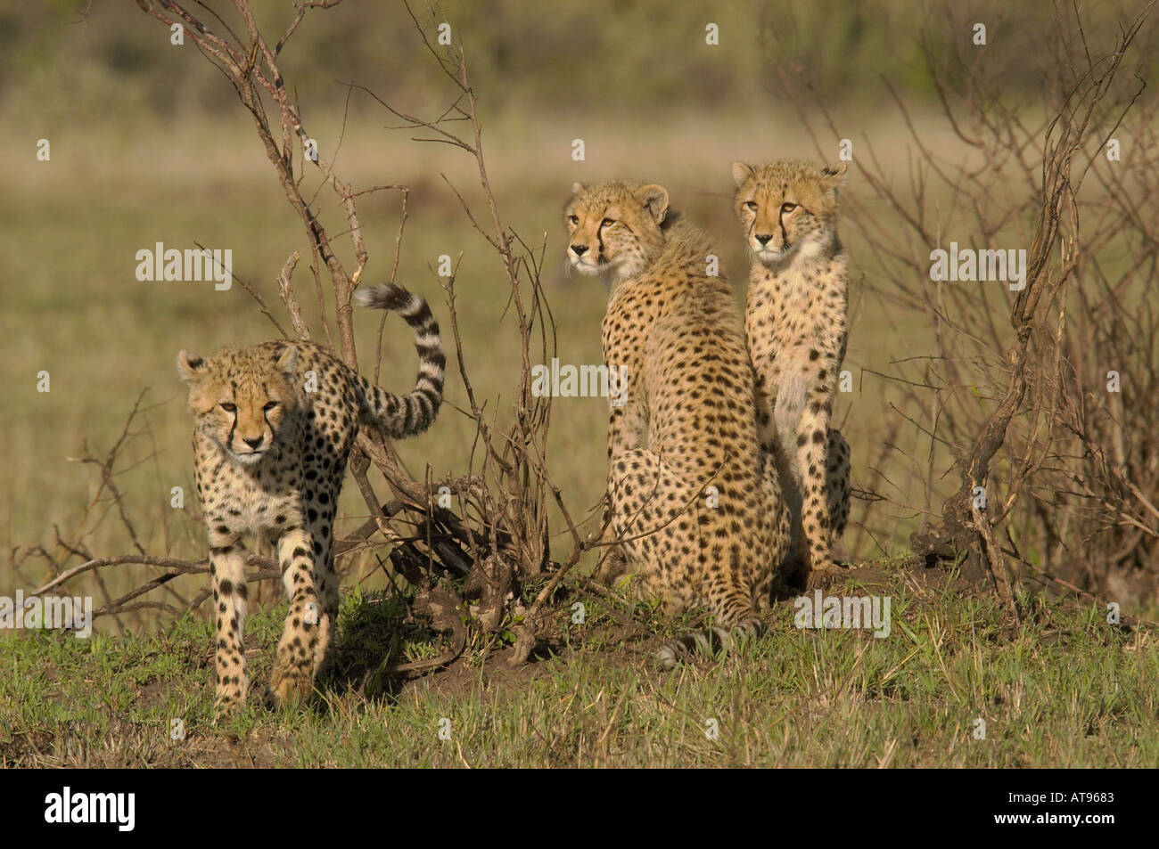 Family group of juvenile cheetahs nuzzling and playing in scrub grass ...