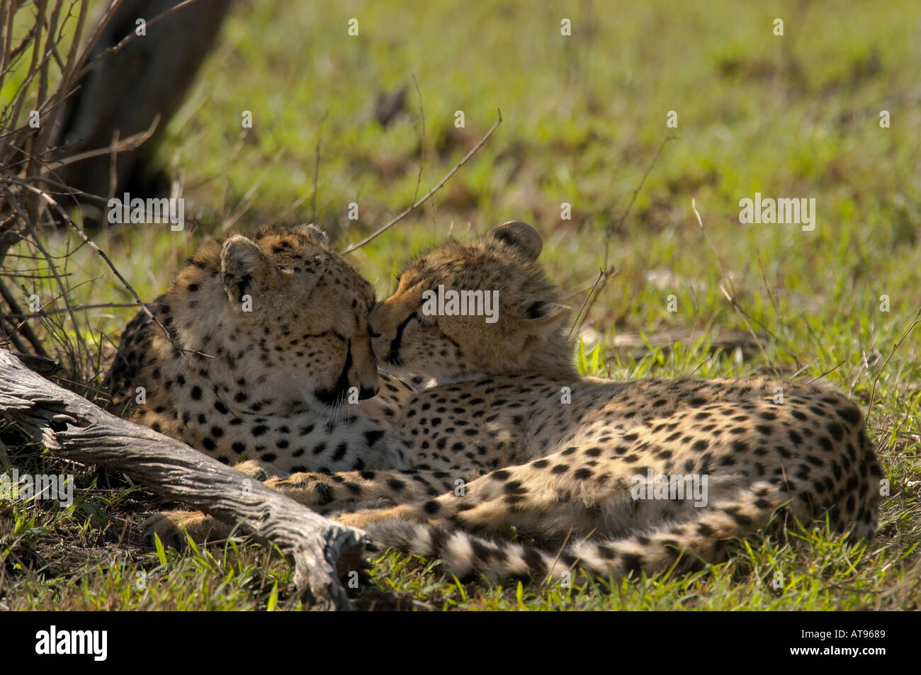 Nuzzling cats High Resolution Stock Photography and Images - Alamy