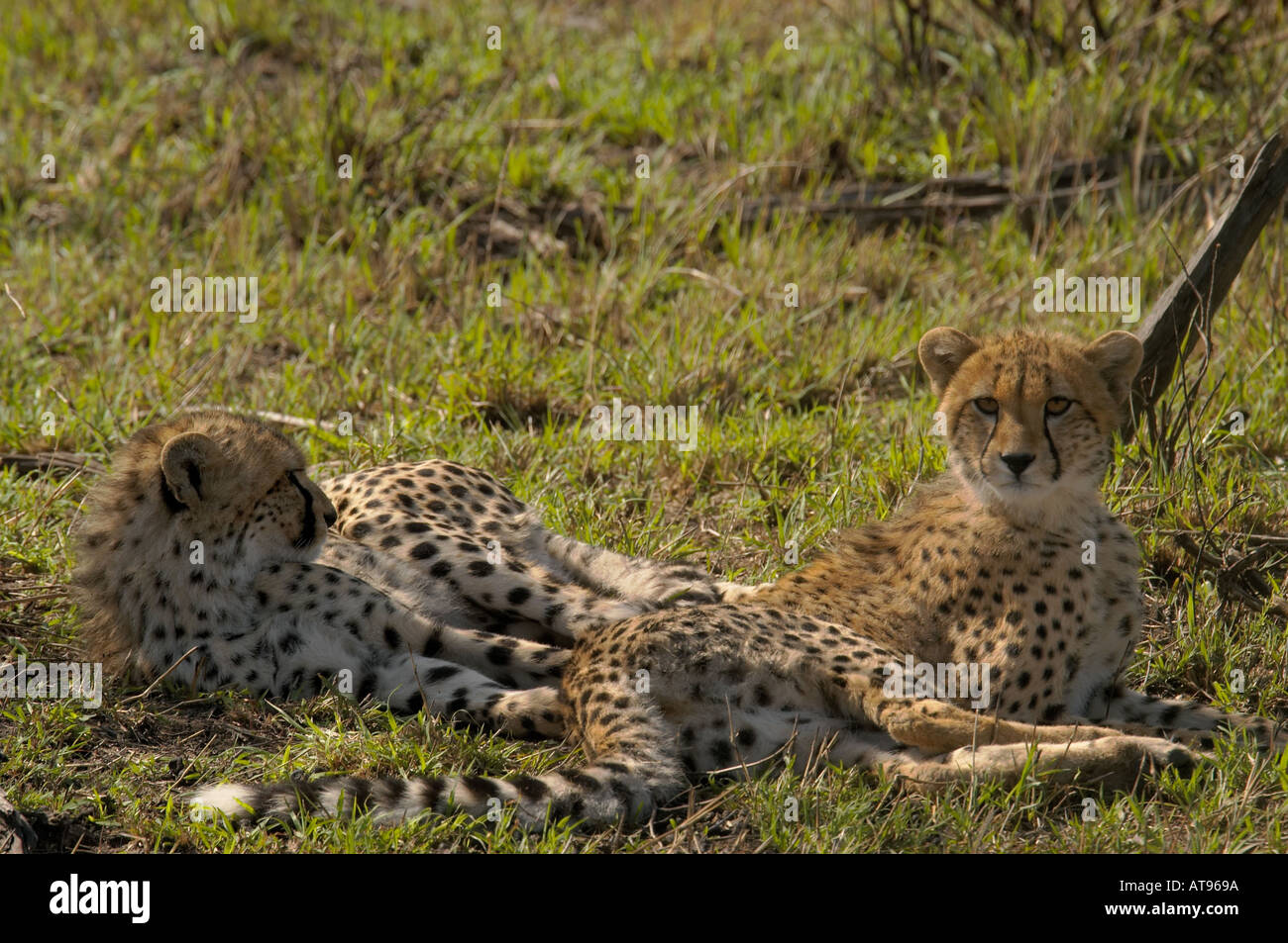 Pair of juvenile cheetahs lying down Stock Photo - Alamy