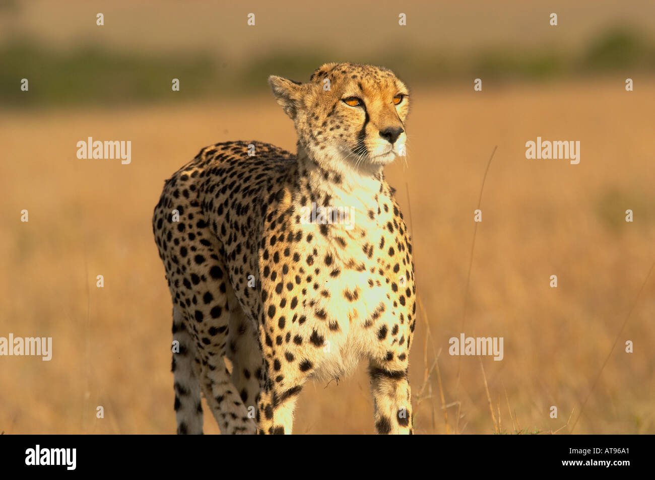Adult cheetah looking intently in gorgeous light Stock Photo - Alamy