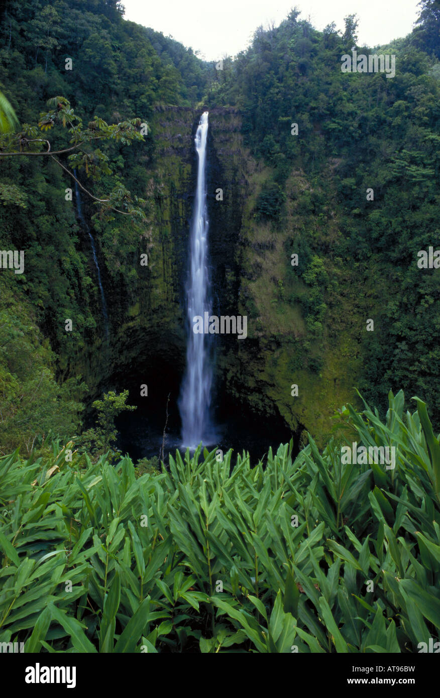 Akaka falls, Islands longest falls,Big Island Stock Photo - Alamy