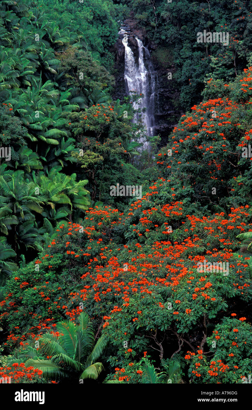 Hamakua Coast rainforest. Waterfall nestled in palm and tulip trees ...