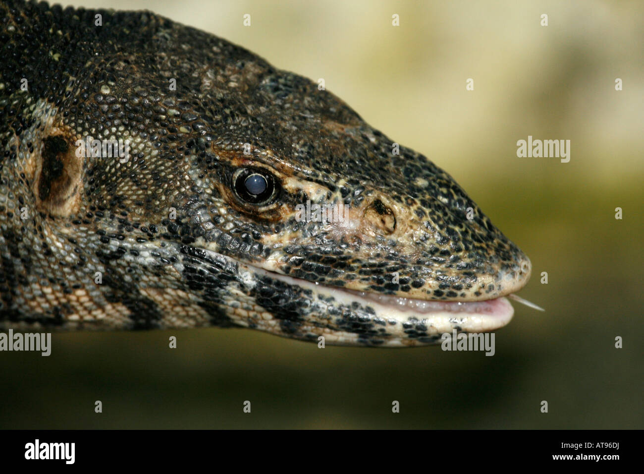 Head of a Nile Monitor Lizard (Varanus niloticus Stock Photo - Alamy